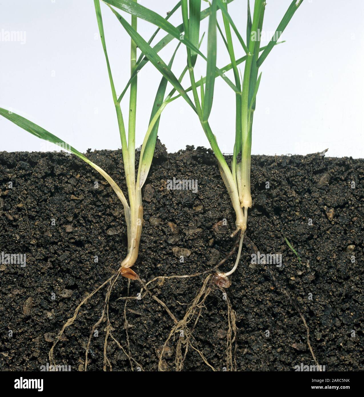 Wheat plants growth stage 21 -Fotos und -Bildmaterial in hoher ...