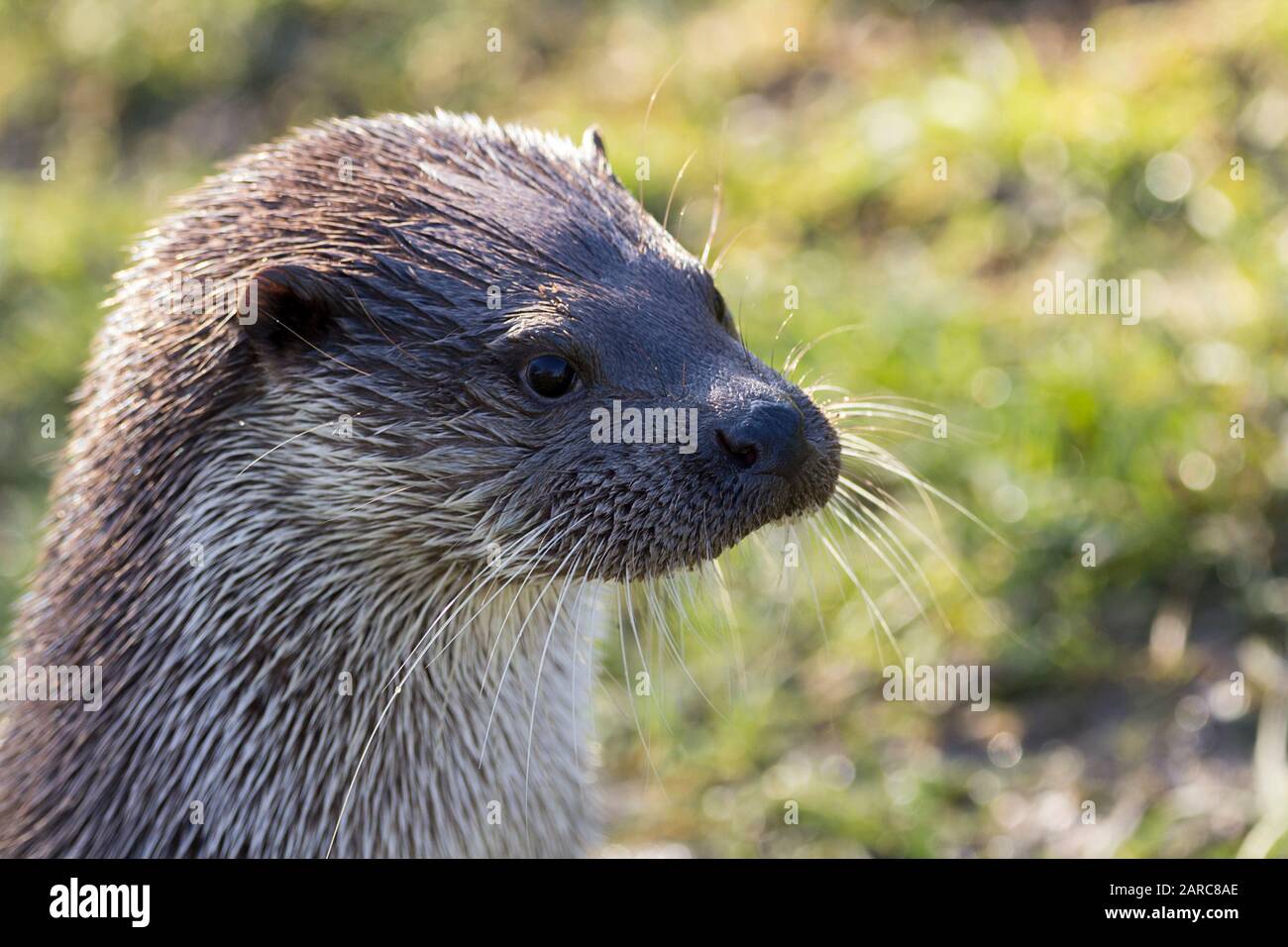 Mit kleinen ohren -Fotos und -Bildmaterial in hoher Auflösung – Alamy