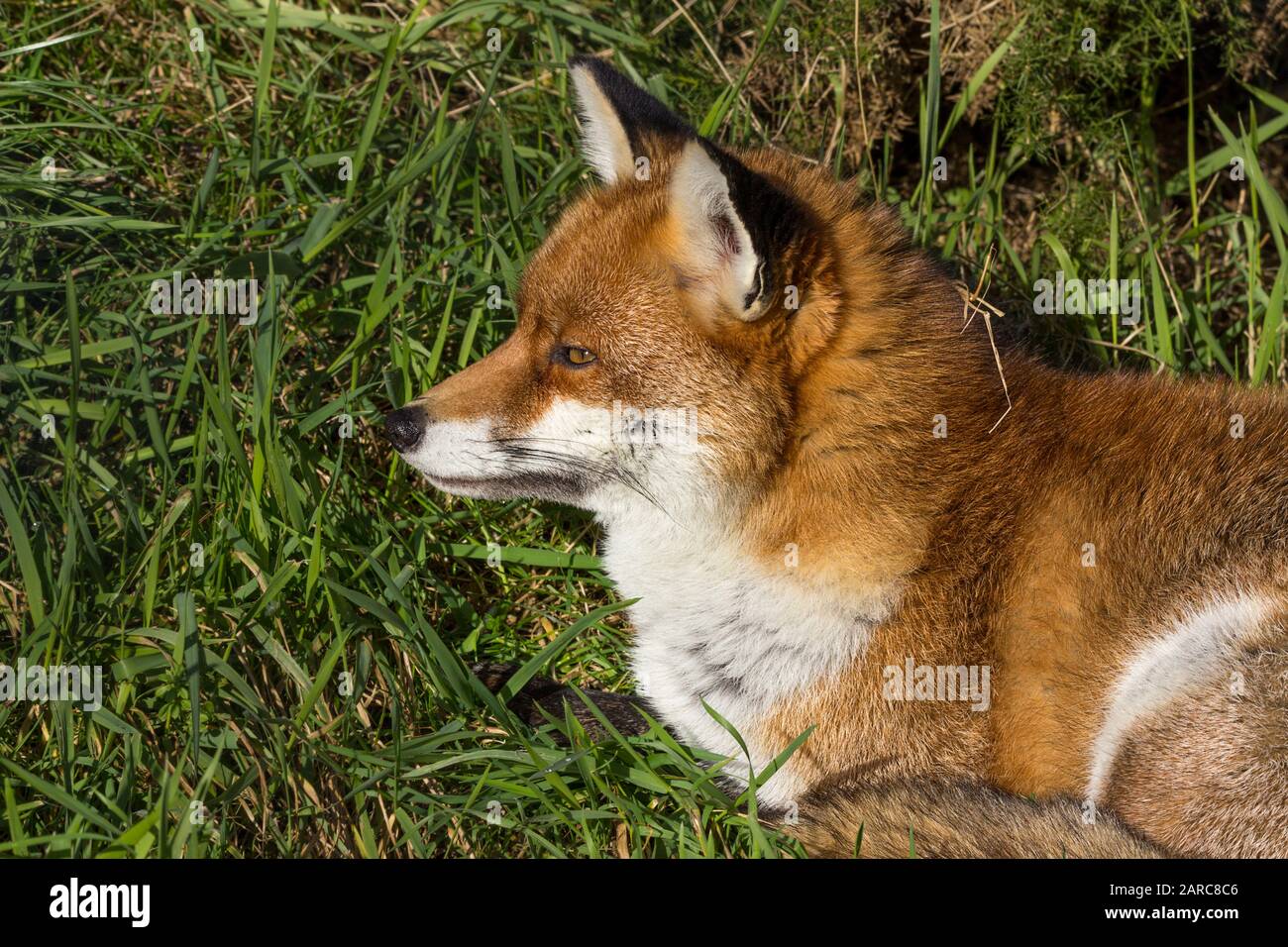 Rotfuchs vulpes vulpes im wintermantel -Fotos und -Bildmaterial in ...