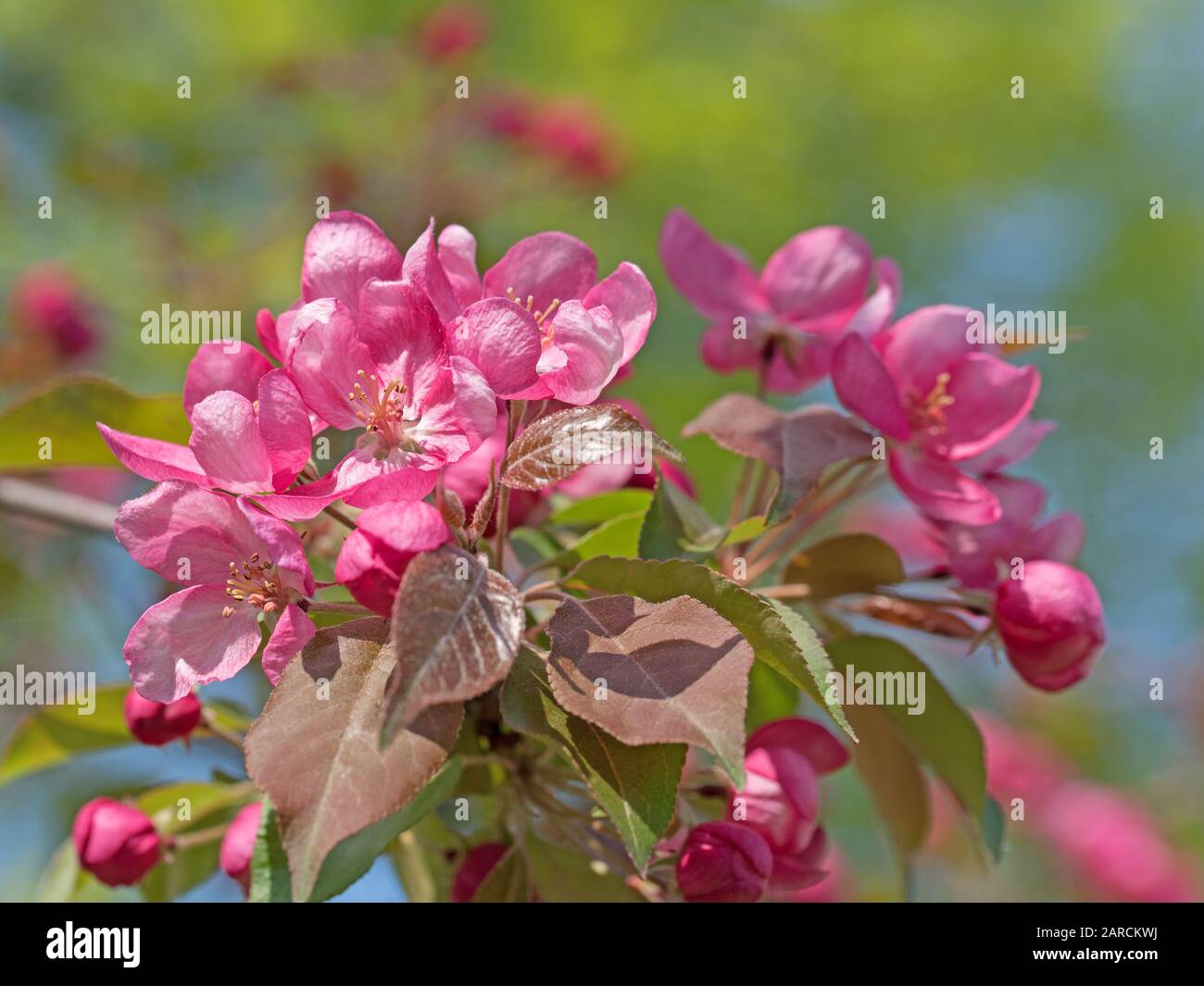 Apfelbaum blühen -Fotos und -Bildmaterial in hoher Auflösung – Alamy