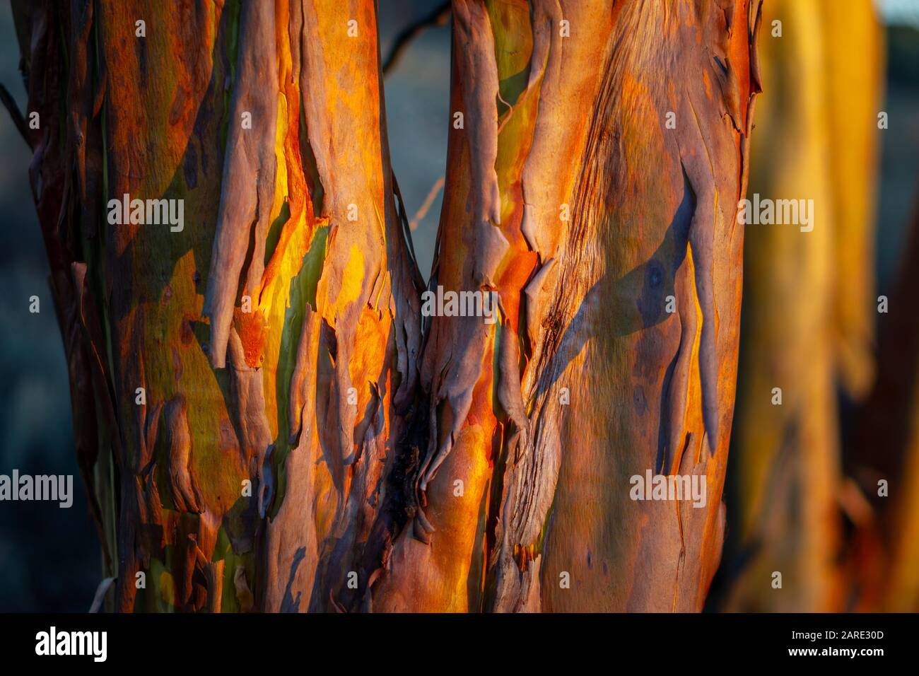 Salmon gum tree -Fotos und -Bildmaterial in hoher Auflösung – Alamy