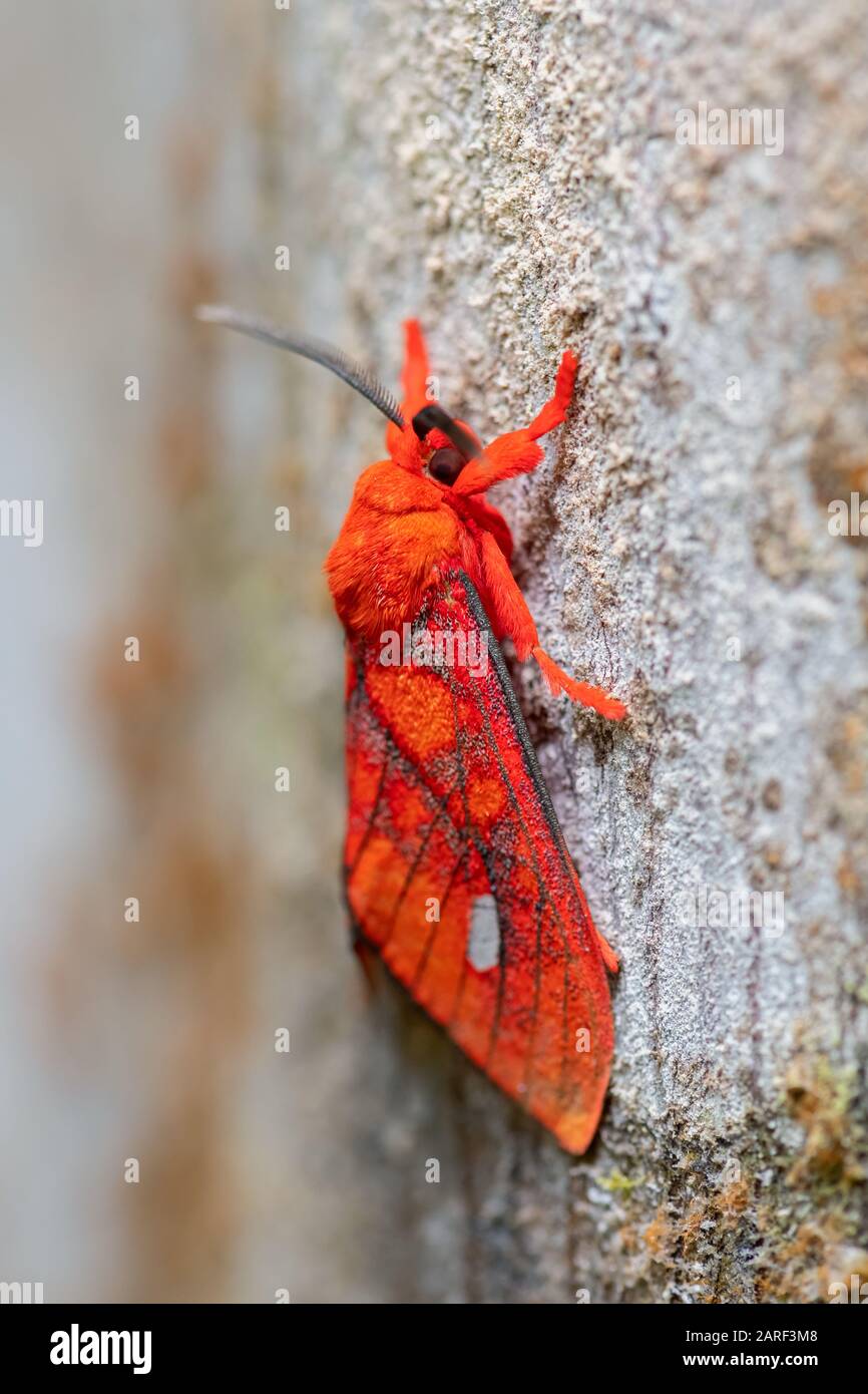 Rote tigermotte -Fotos und -Bildmaterial in hoher Auflösung – Alamy