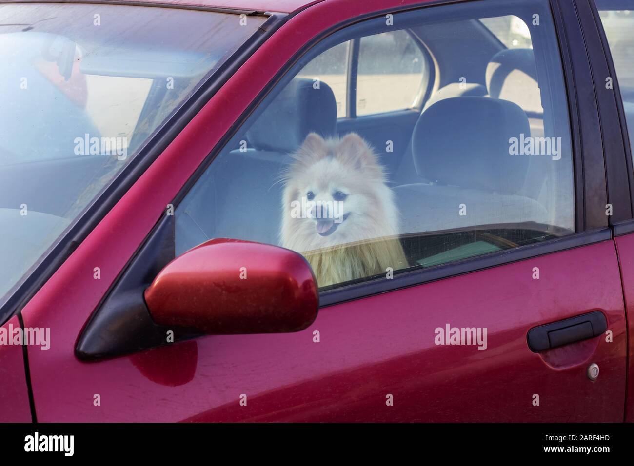 Hund im auto gesperrt -Fotos und -Bildmaterial in hoher Auflösung – Alamy