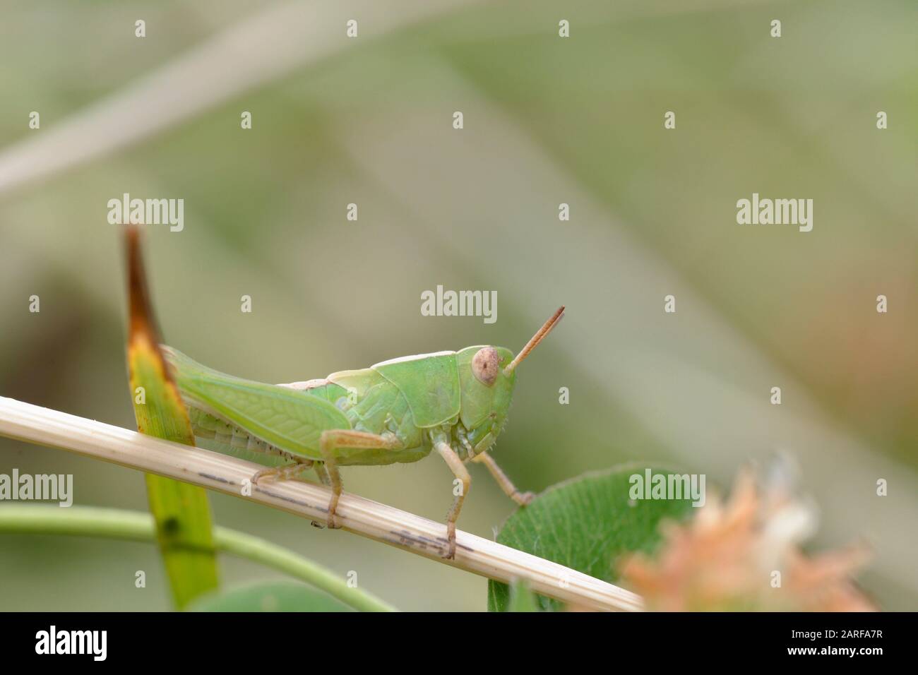 Arthropoda arthropoden -Fotos und -Bildmaterial in hoher Auflösung – Alamy