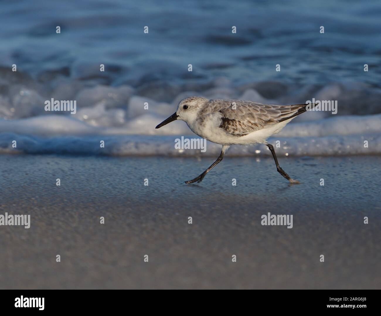 Ein sanderling -Fotos und -Bildmaterial in hoher Auflösung – Alamy