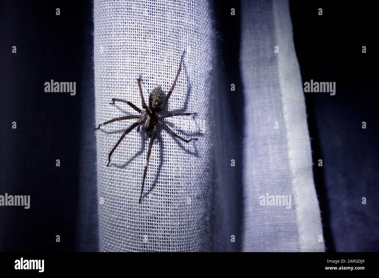 Riesige hausspinnen -Fotos und -Bildmaterial in hoher Auflösung – Alamy