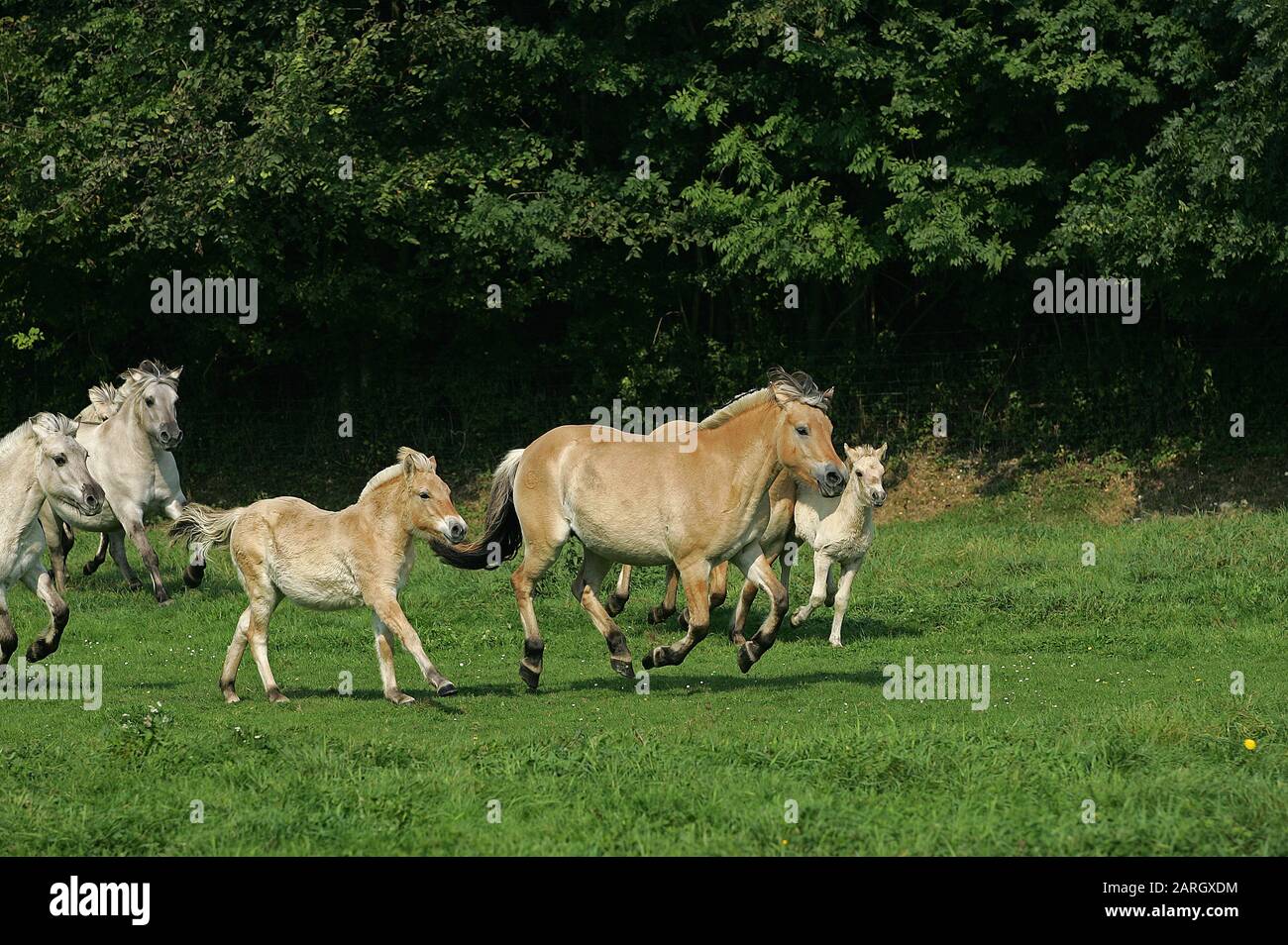 Norwegian fjord horse galloping -Fotos und -Bildmaterial in hoher ...