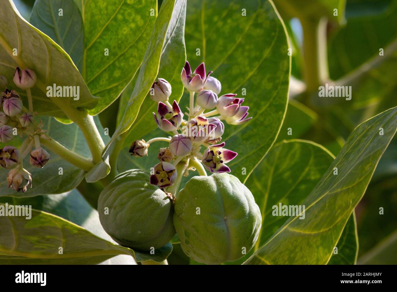 Dead sea frucht -Fotos und -Bildmaterial in hoher Auflösung – Alamy