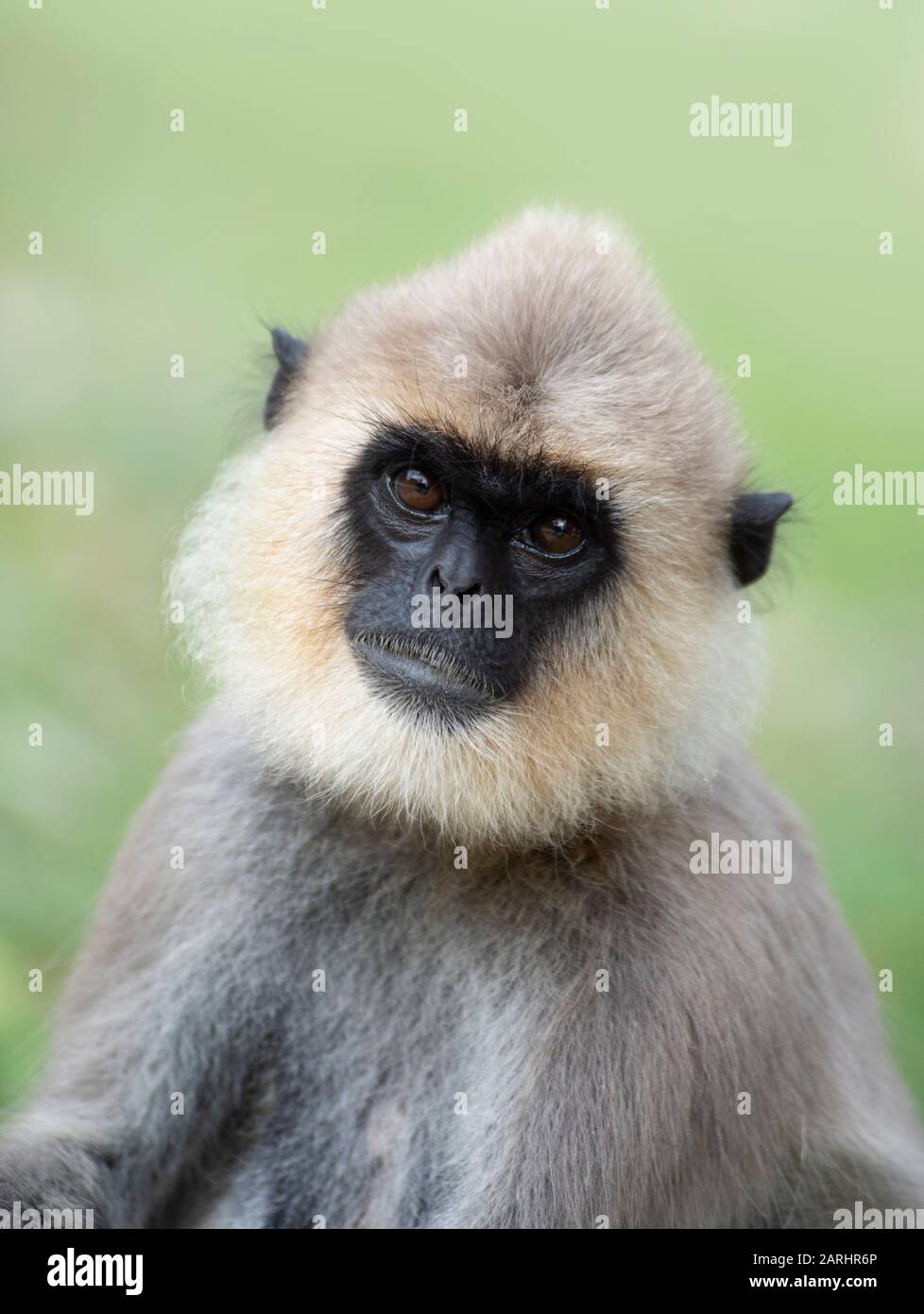 Tufted Grey Langur, Semnopithecus priam, Nahaufnahme von Gesicht ...