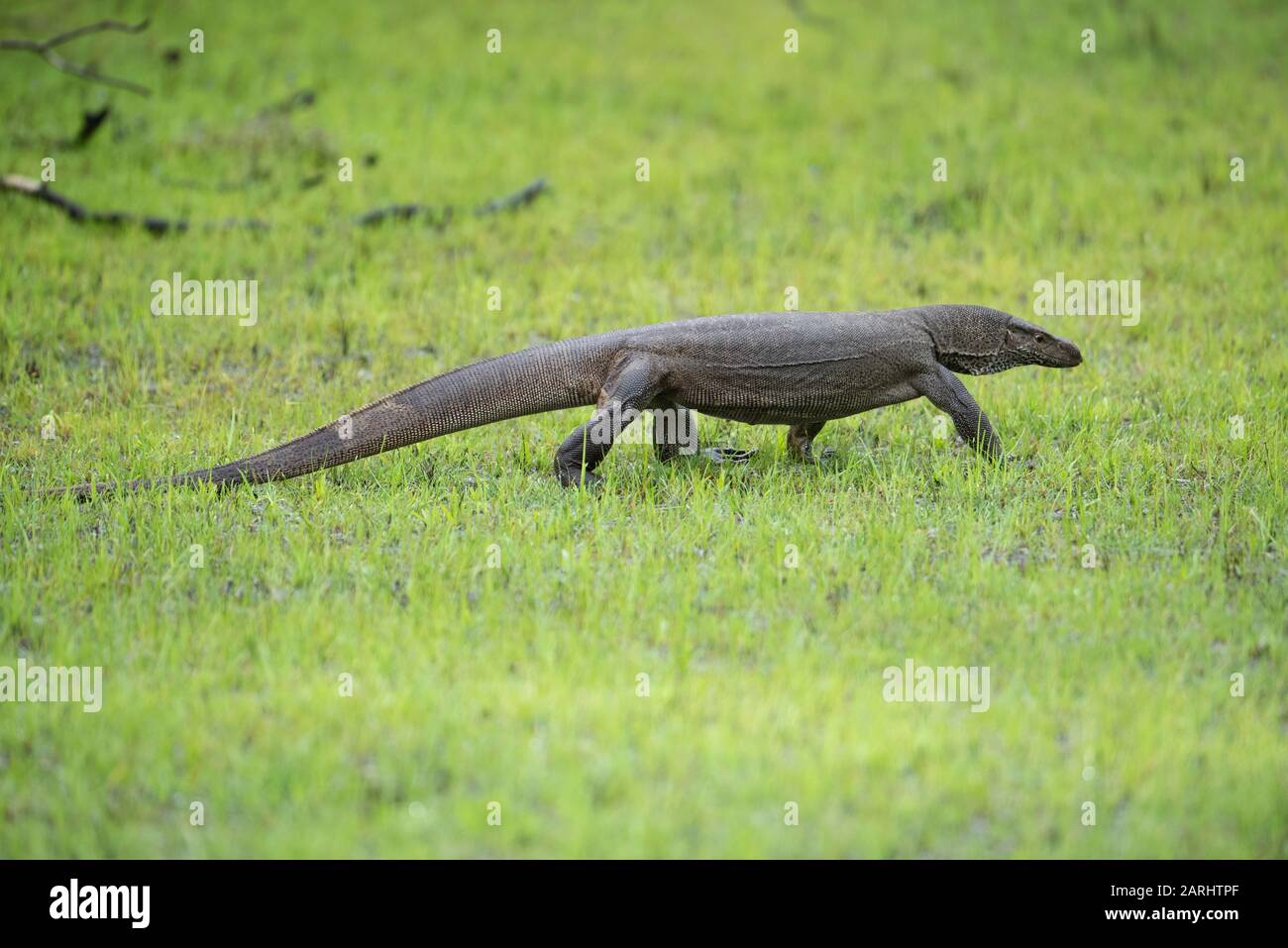 Bengal monitor lizard -Fotos und -Bildmaterial in hoher Auflösung – Alamy