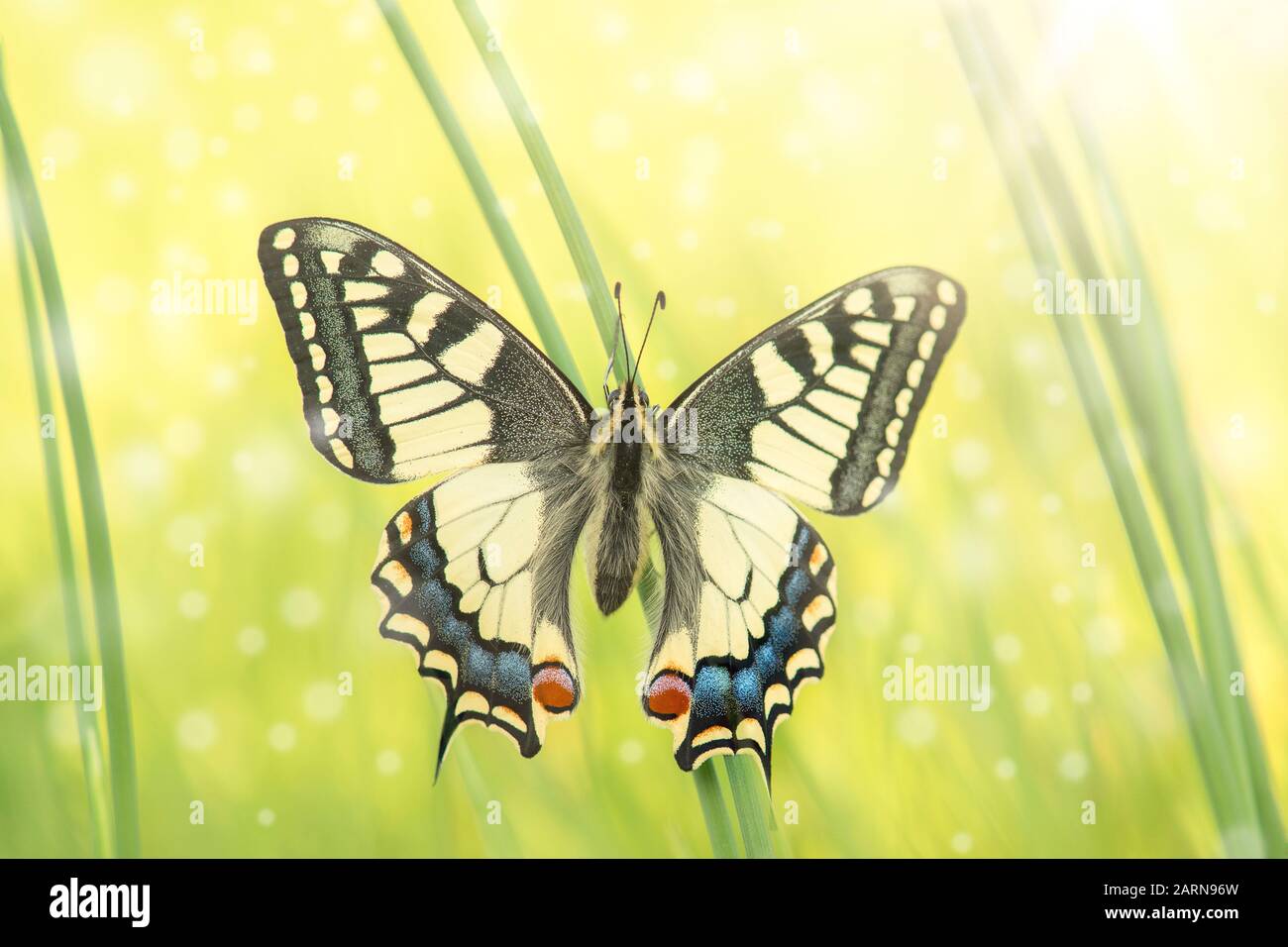 Queen swallowtail -Fotos und -Bildmaterial in hoher Auflösung – Alamy
