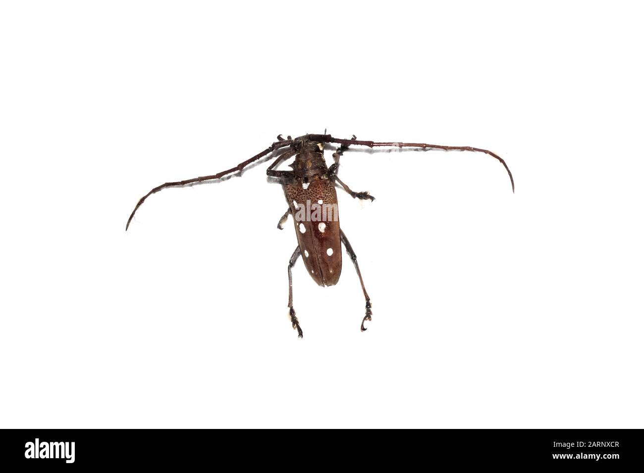 Großer brauner Käfer, isoliert auf weißem Grund, Batocera rubus ...