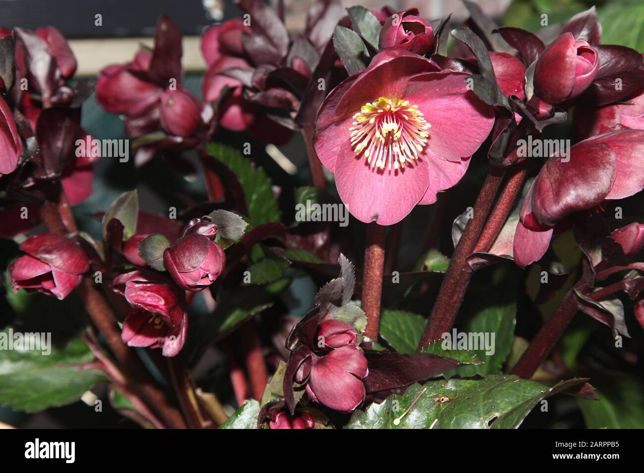 Helleborus hgc ice n roses rot -Fotos und -Bildmaterial in hoher ...