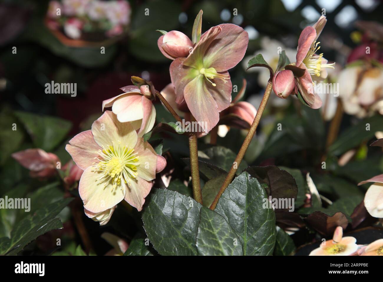 Helleborus merlin -Fotos und -Bildmaterial in hoher Auflösung – Alamy