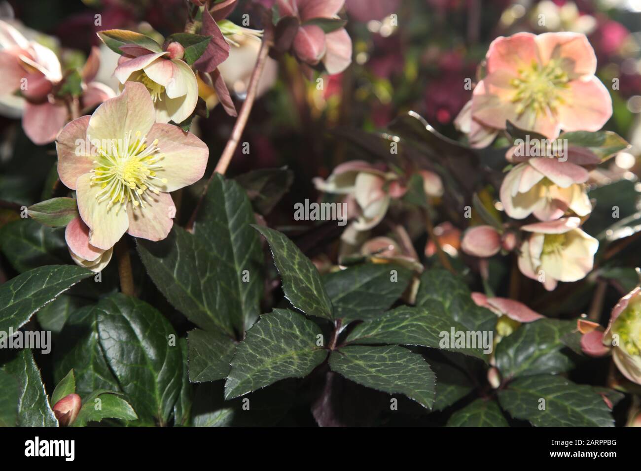 Merlin rose -Fotos und -Bildmaterial in hoher Auflösung – Alamy
