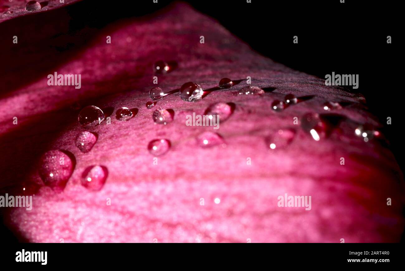 Helleborus hgc ice n roses rot -Fotos und -Bildmaterial in hoher ...
