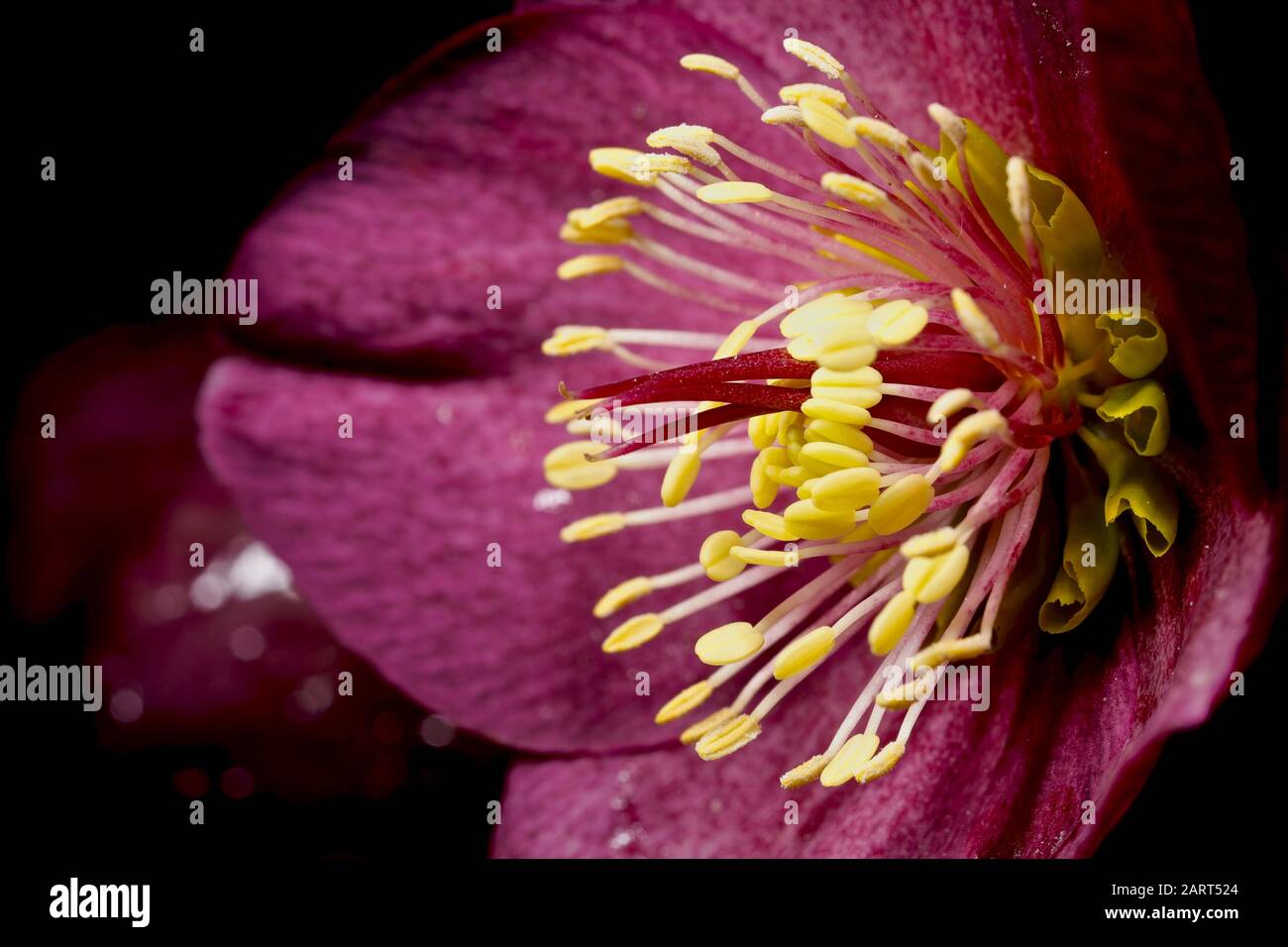 Helleborus hgc ice n roses rot -Fotos und -Bildmaterial in hoher ...