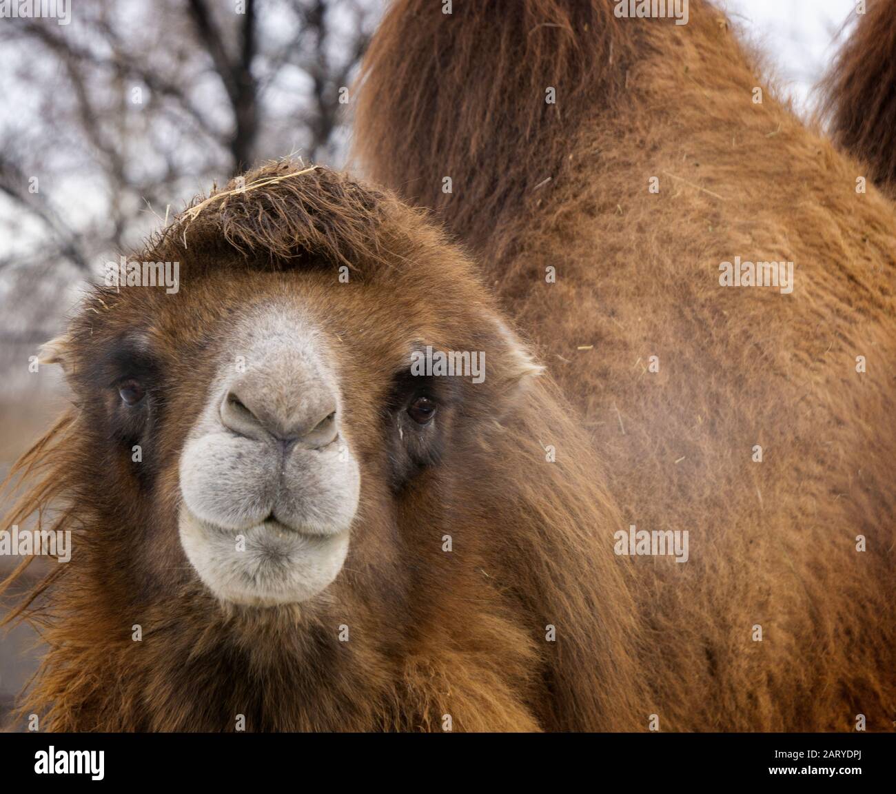 Kamel auge -Fotos und -Bildmaterial in hoher Auflösung – Alamy