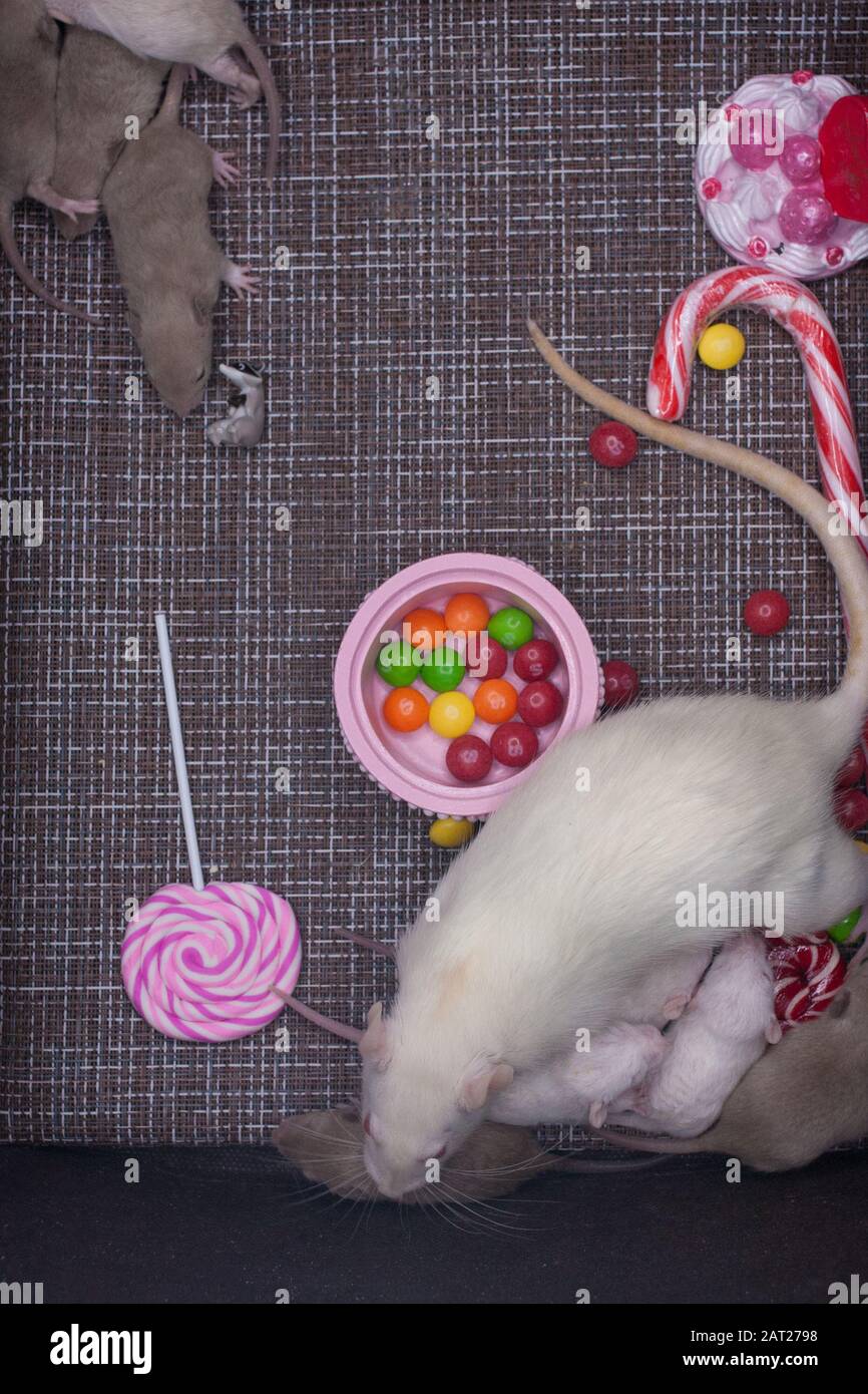 Ratten auf braunem Grund mit Süßigkeiten und Kuchen. 2020-Symbol des ...