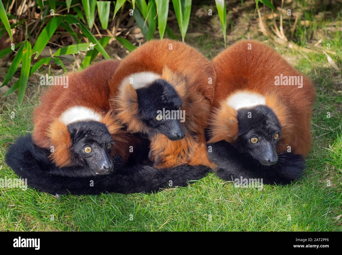 Gattung varecia -Fotos und -Bildmaterial in hoher Auflösung – Alamy