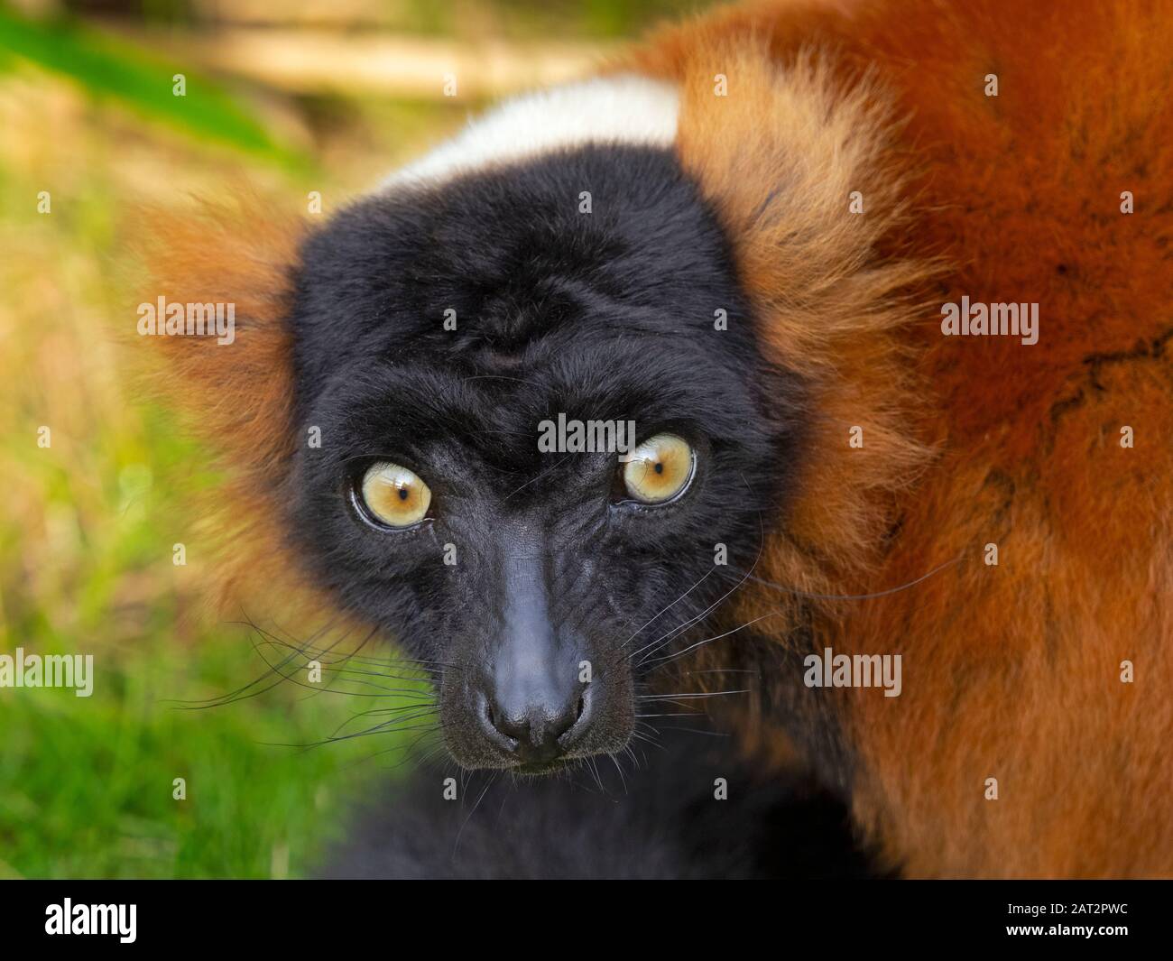 Gattung varecia -Fotos und -Bildmaterial in hoher Auflösung – Alamy
