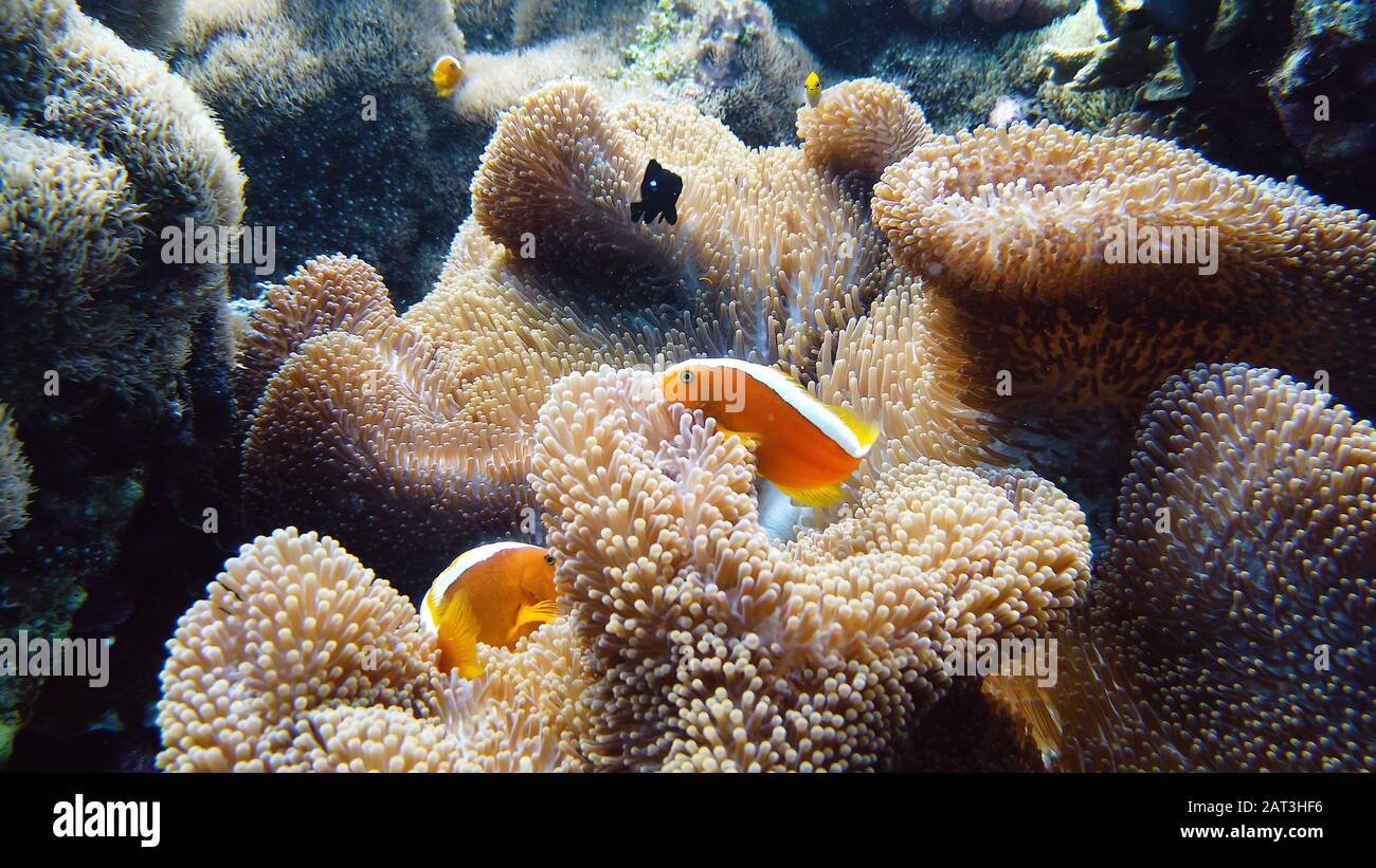 Clownfische und Seeanemonen, natürliche Symbiose. Coral Reef mit den ...