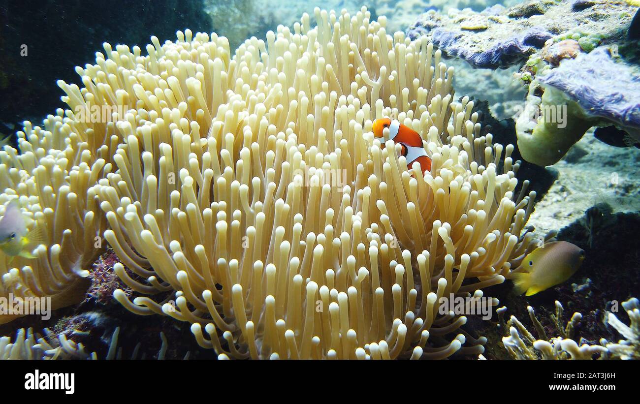 Clownfische und Seeanemonen, natürliche Symbiose. Coral Reef mit den ...