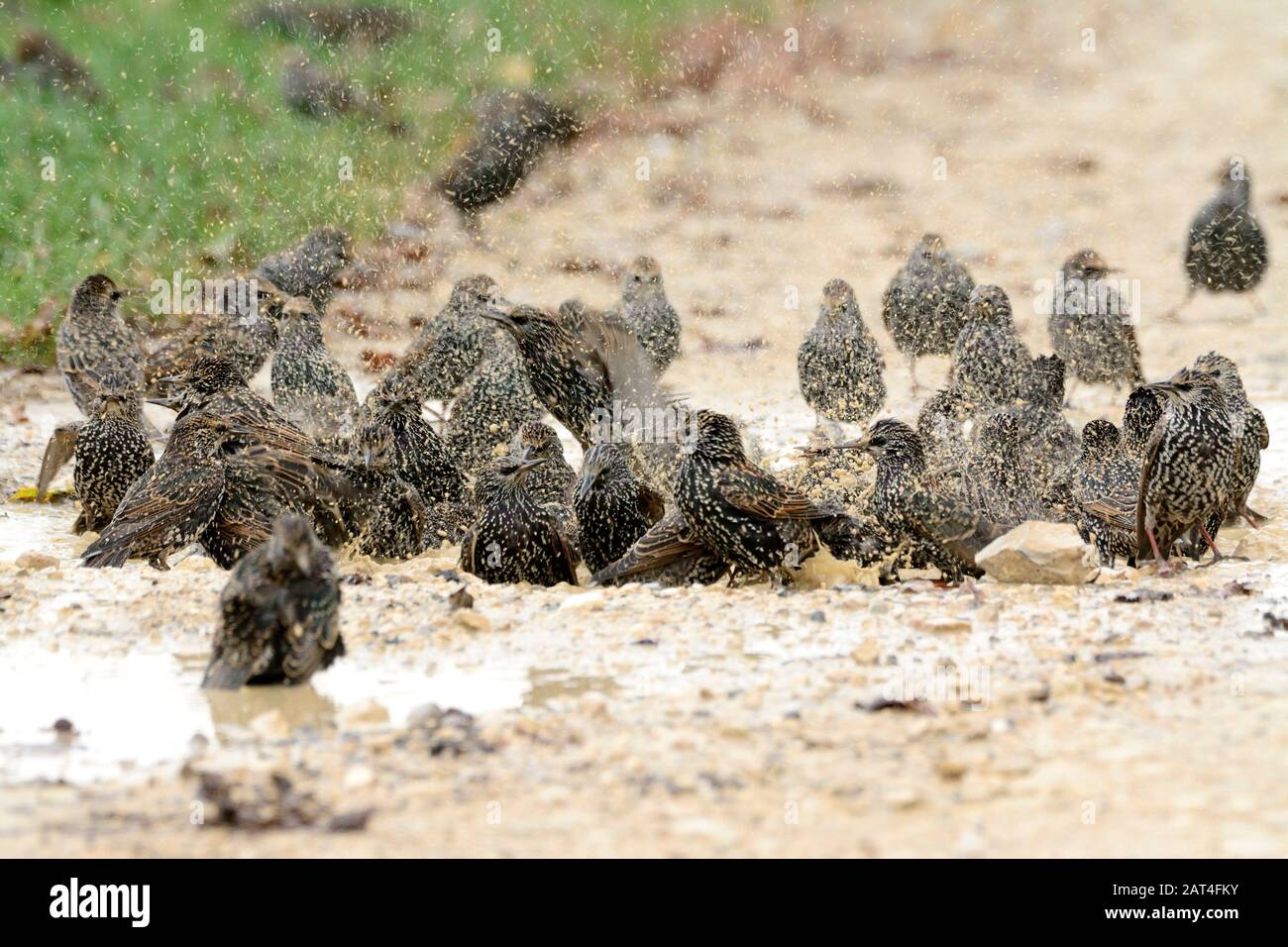 Star sturnis vulgaris -Fotos und -Bildmaterial in hoher Auflösung – Alamy