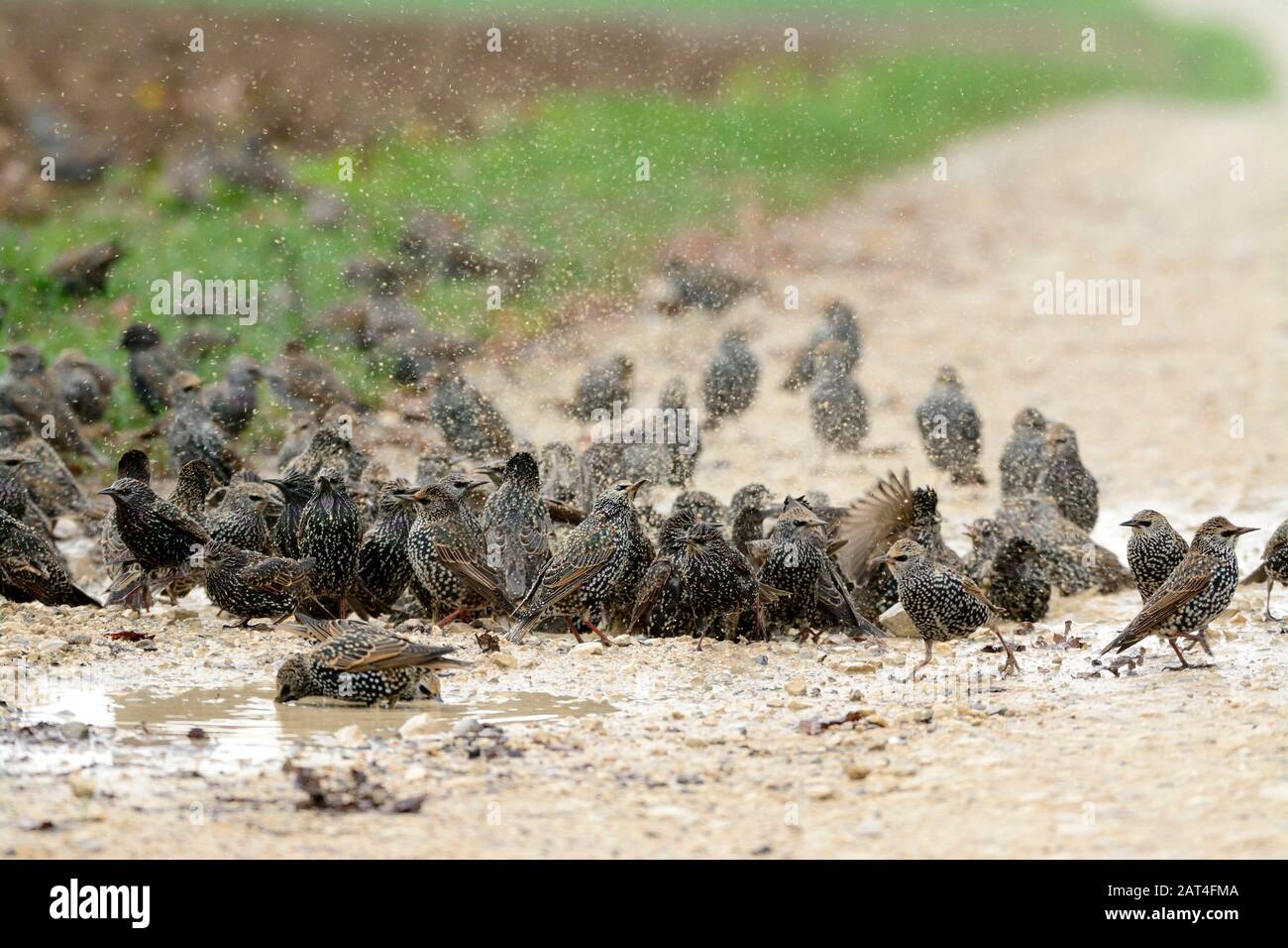 Star sturnis vulgaris -Fotos und -Bildmaterial in hoher Auflösung – Alamy