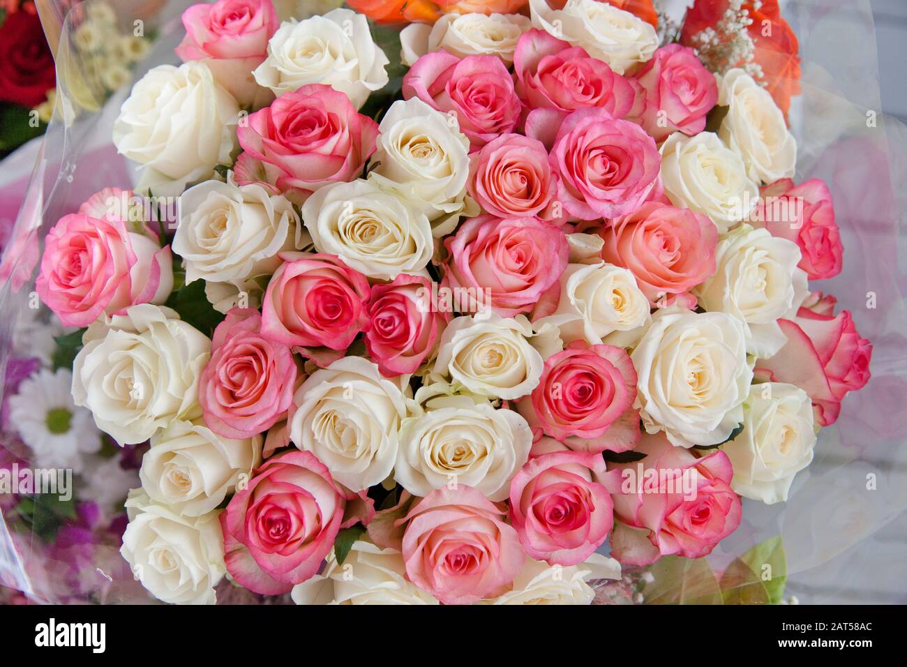 Mehrfarbenrosen nah oben -Fotos und -Bildmaterial in hoher Auflösung ...