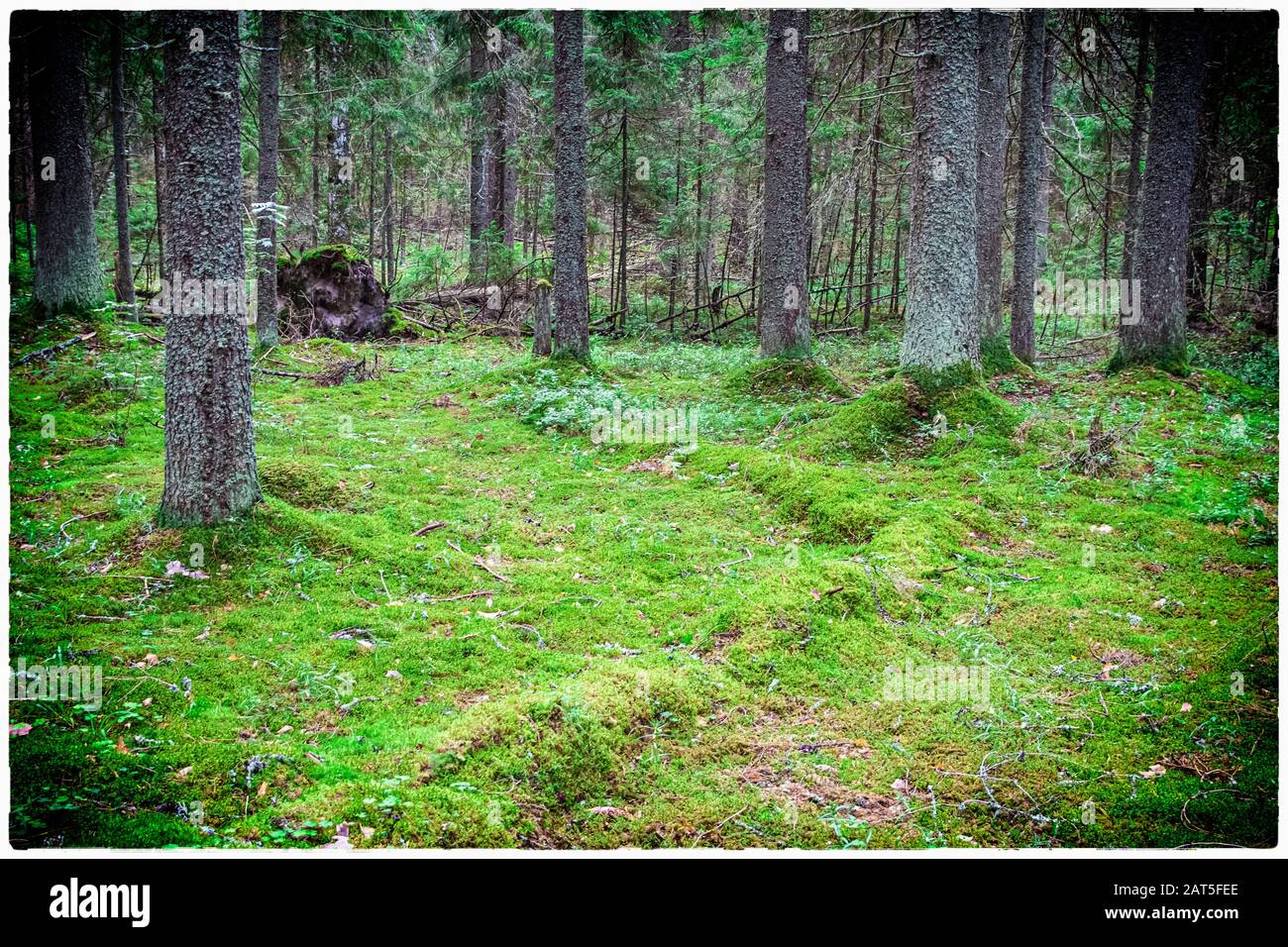 Moos baum regenwald Ausgeschnittene Stockfotos und -bilder - Alamy