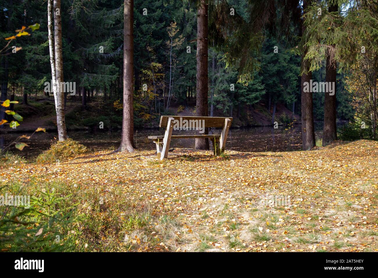 Baumwurzeln und alte bank -Fotos und -Bildmaterial in hoher Auflösung ...