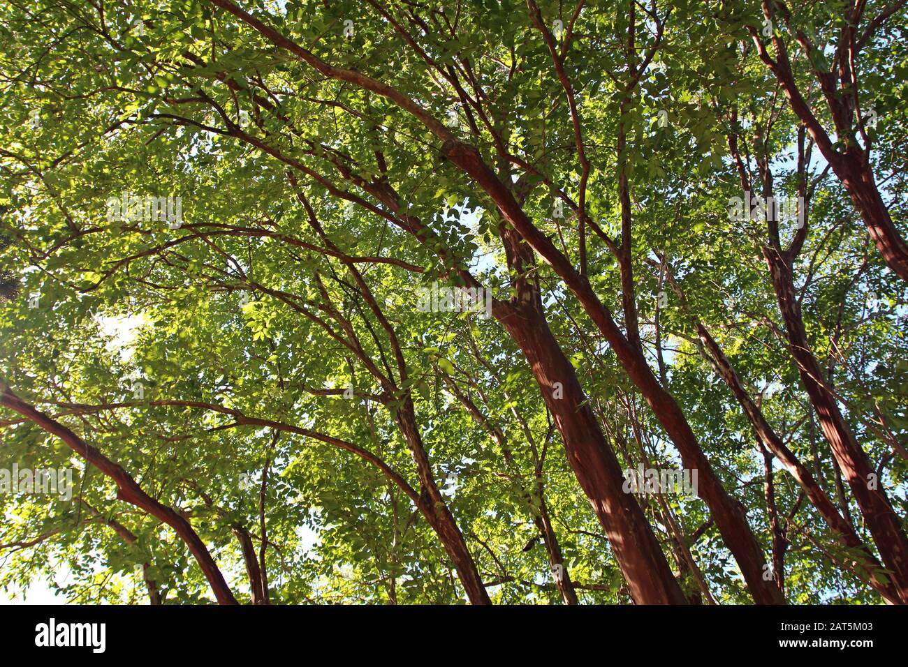 Das abzweigende Baldachin einer japanischen Krepe Myrtle, Lagerstroemia ...