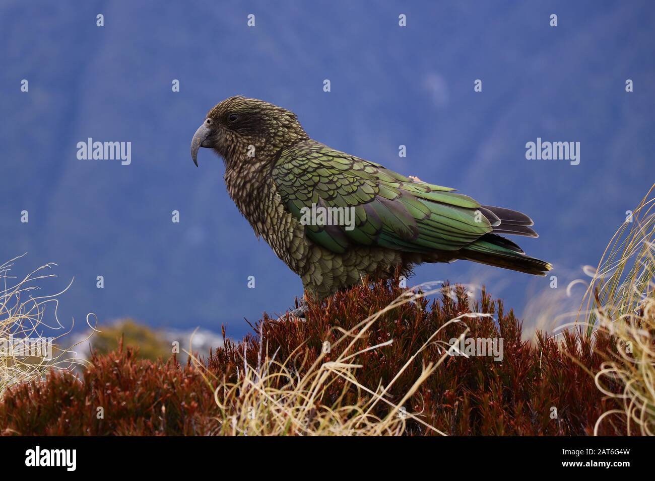 Kea parrot -Fotos und -Bildmaterial in hoher Auflösung – Alamy