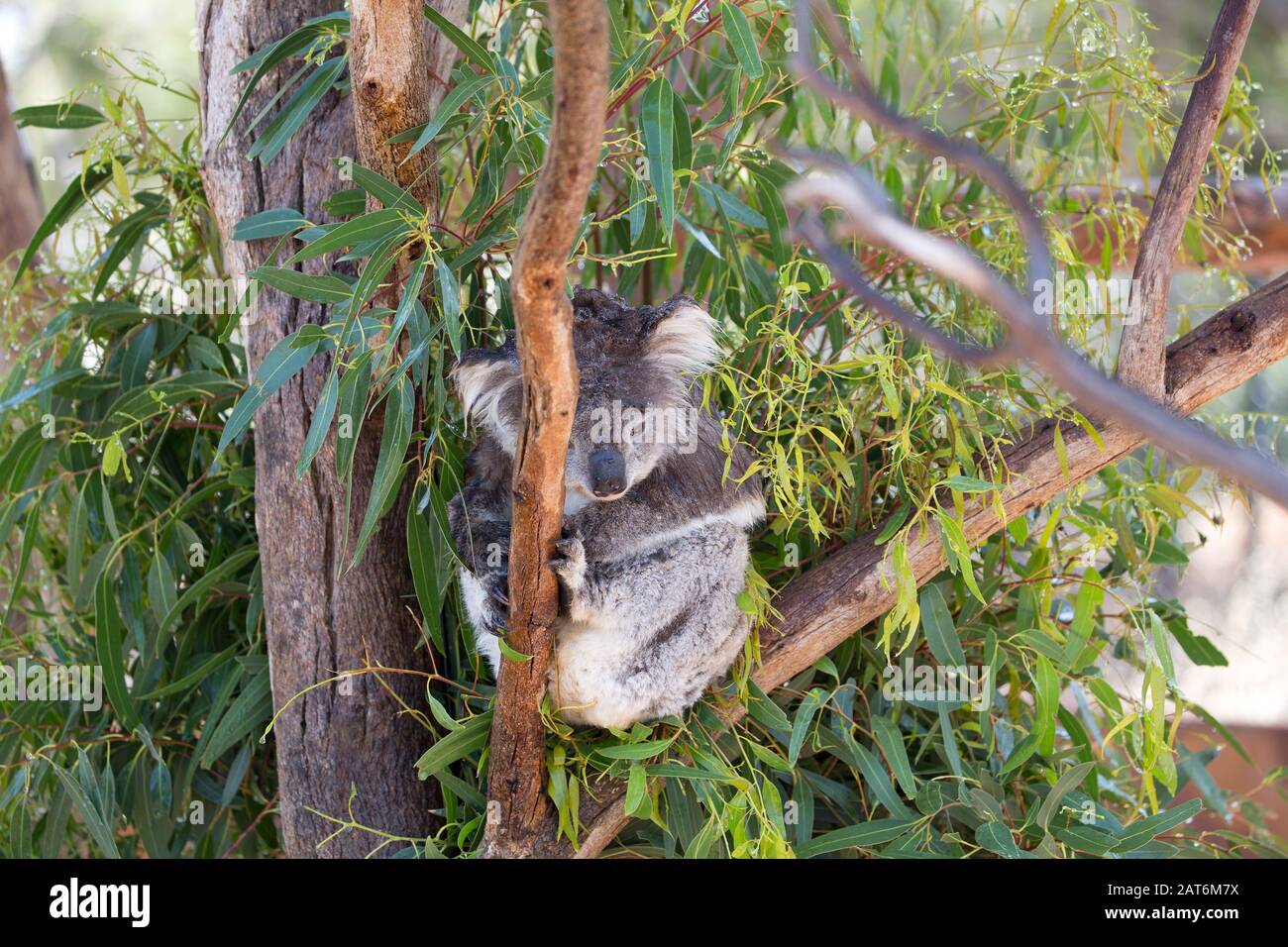 Wilde koalas -Fotos und -Bildmaterial in hoher Auflösung – Alamy