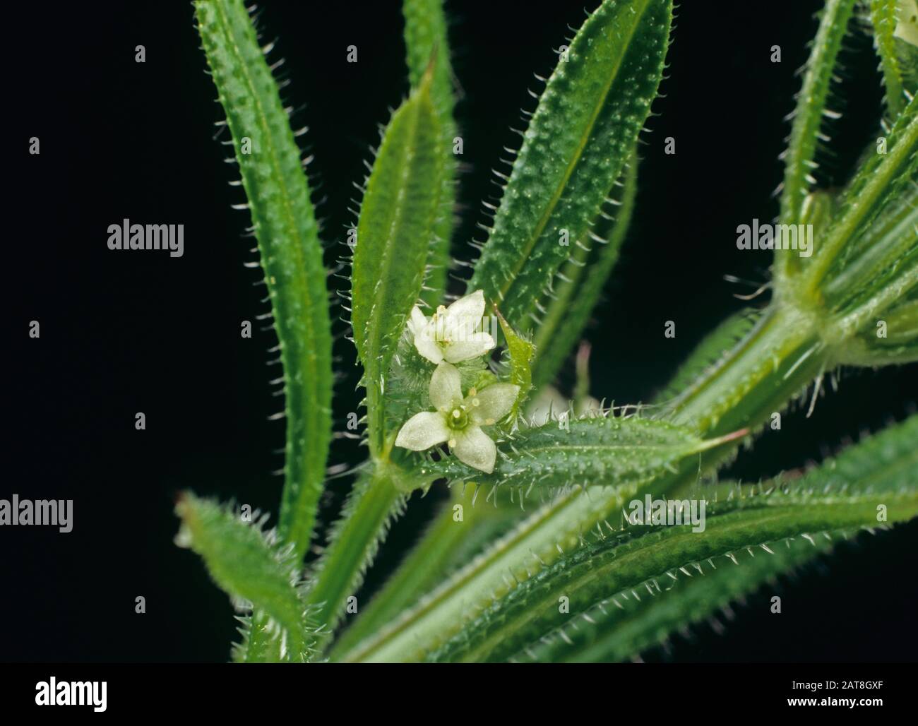 Sticky weed -Fotos und -Bildmaterial in hoher Auflösung – Alamy