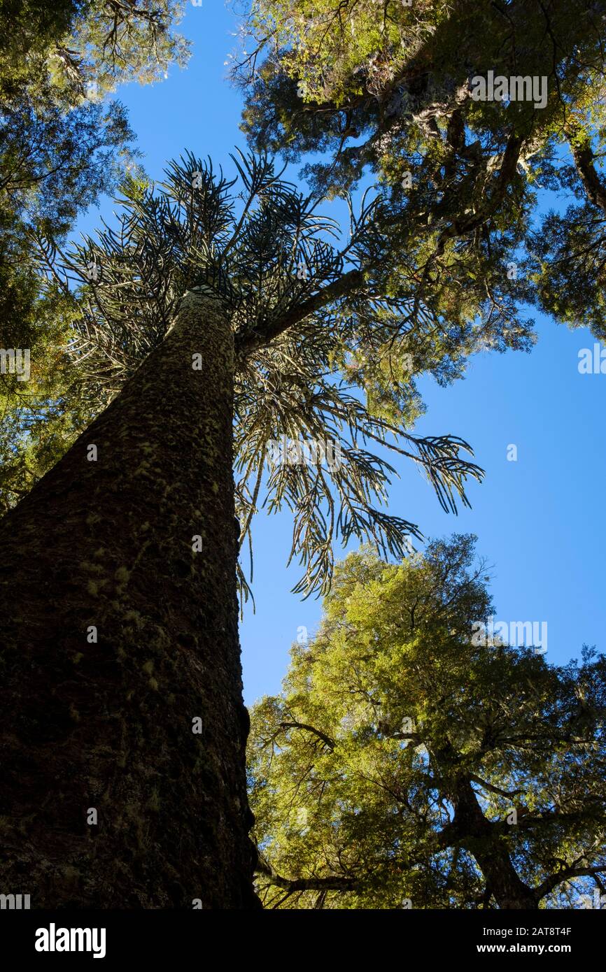 Araucaria araucana andes -Fotos und -Bildmaterial in hoher Auflösung ...