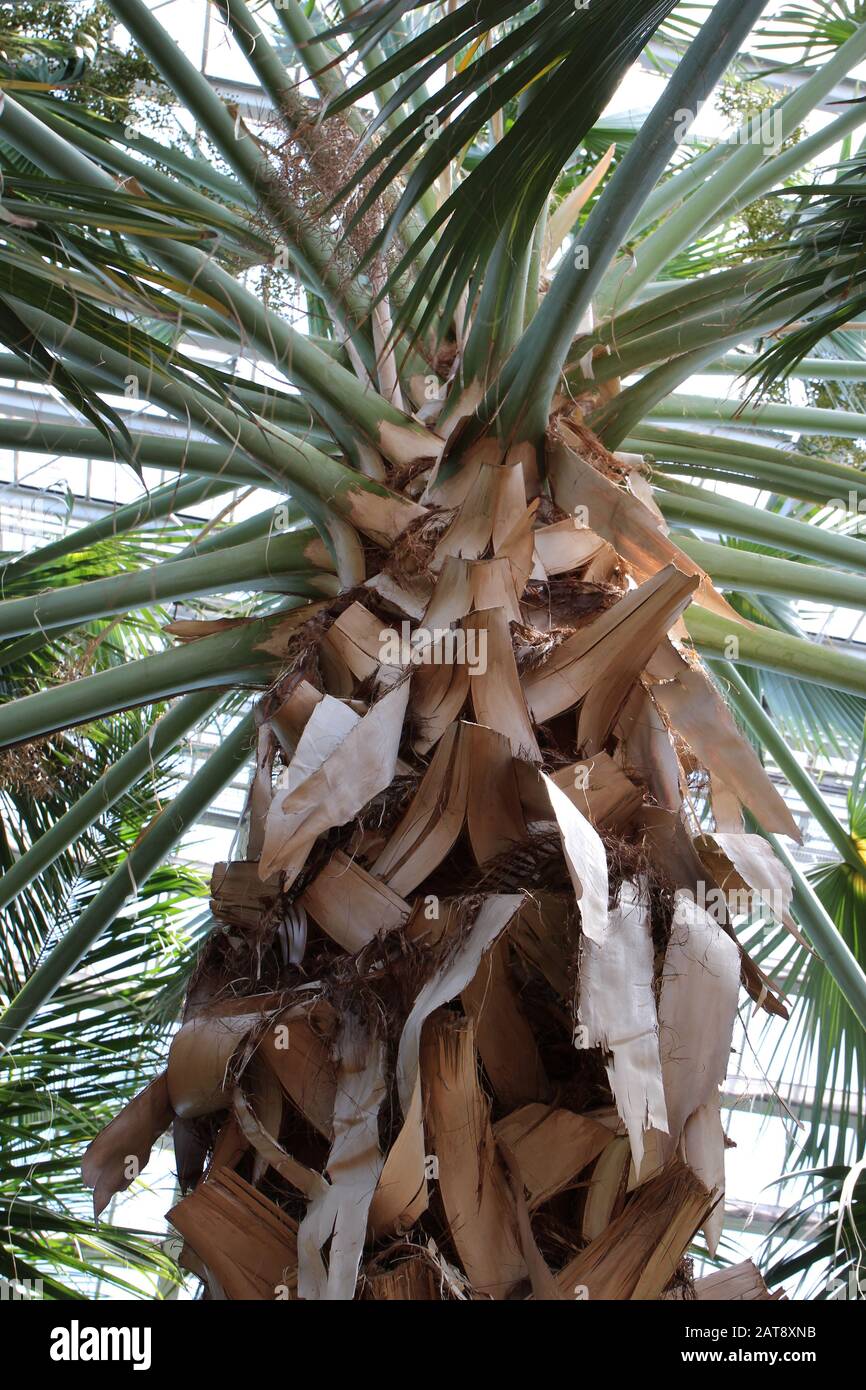 Mit Blick auf die grünen Wedel eines Dominikanischen Palmenbaums, Sabal ...