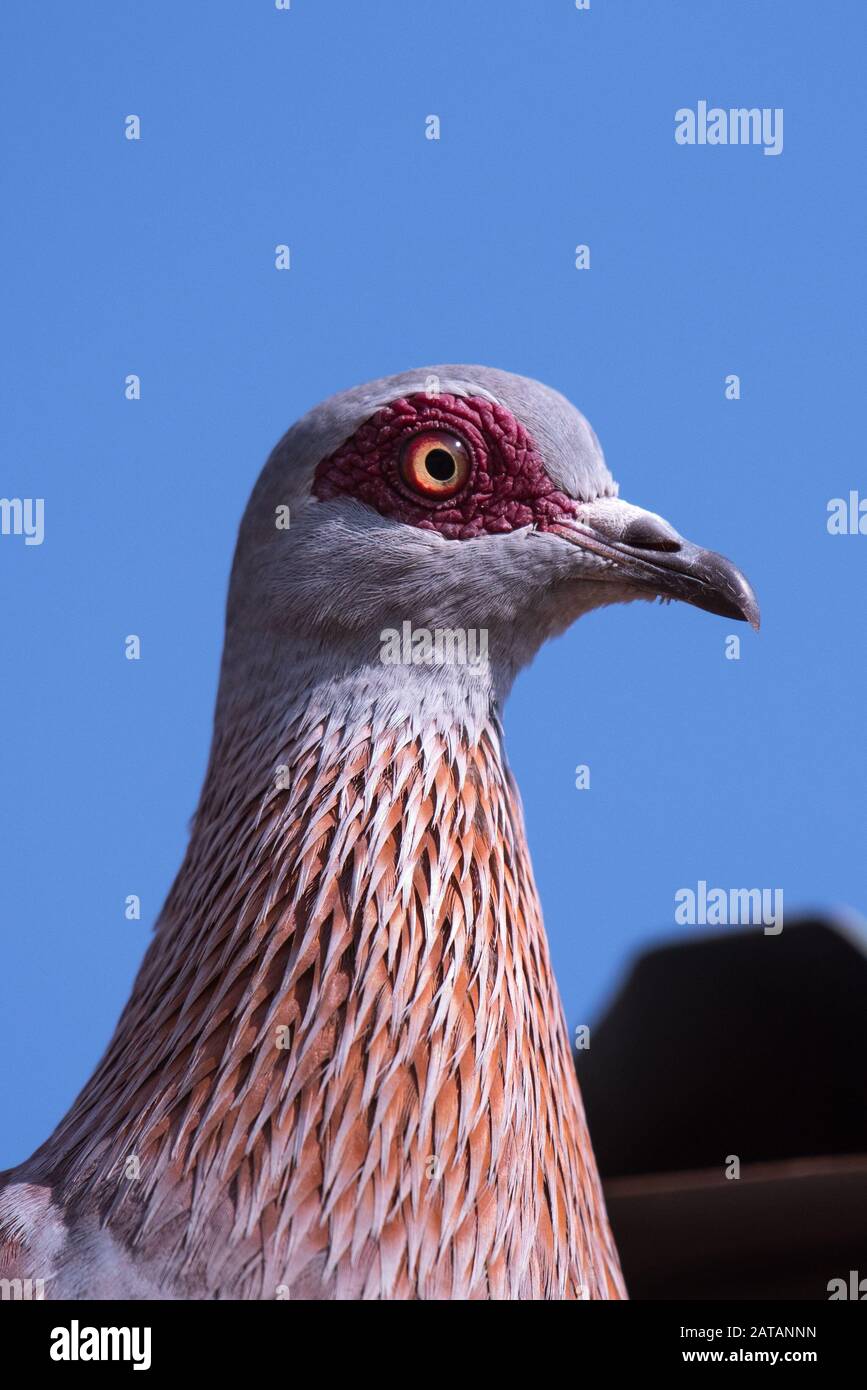 Gesprenkelte taube -Fotos und -Bildmaterial in hoher Auflösung – Alamy