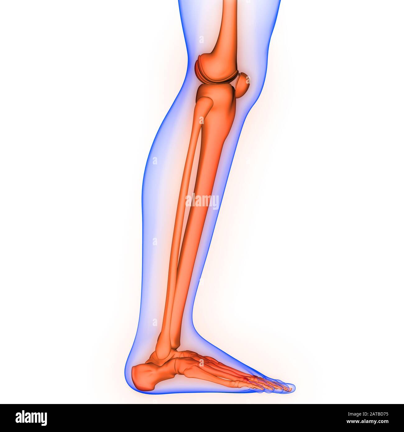 Anatomie Des Menschlichen Skelettsystems Beinknochen-Gelenkschmerzen ...