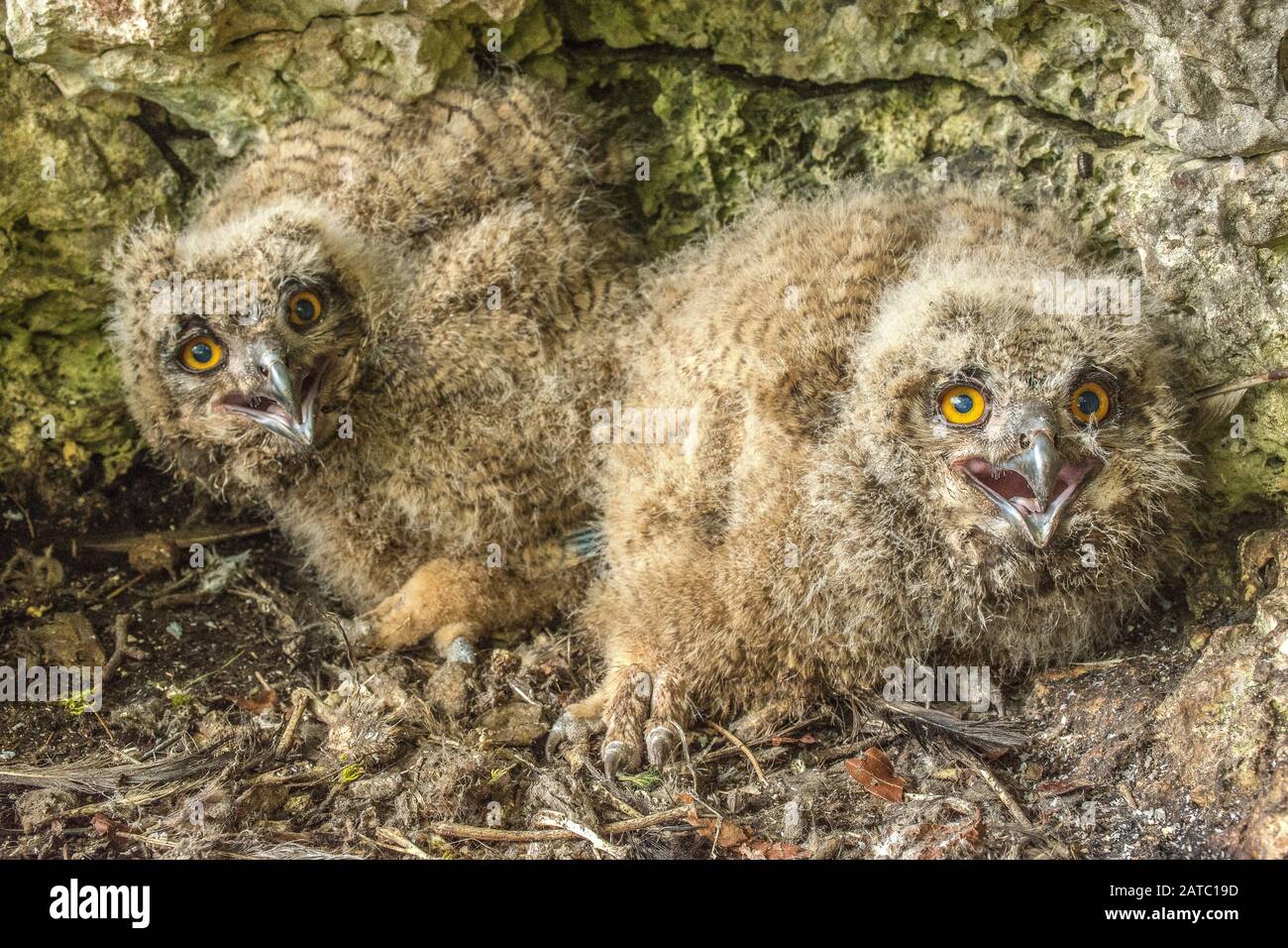 Junge Uhus (Bubo bubo) Uhu junge • Baden-Württemberg Deutschland ...