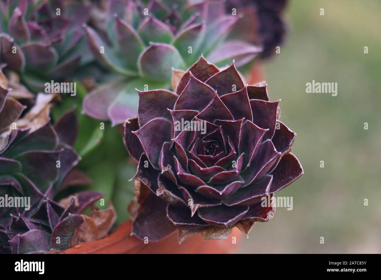 Sempervivum winter rot -Fotos und -Bildmaterial in hoher Auflösung – Alamy