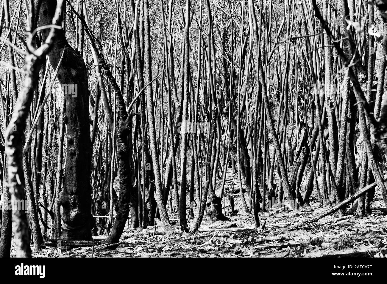 Baldachin boden -Fotos und -Bildmaterial in hoher Auflösung – Alamy Baldachin boden -Fotos und -Bildmaterial in hoher Auflösung – Alamy