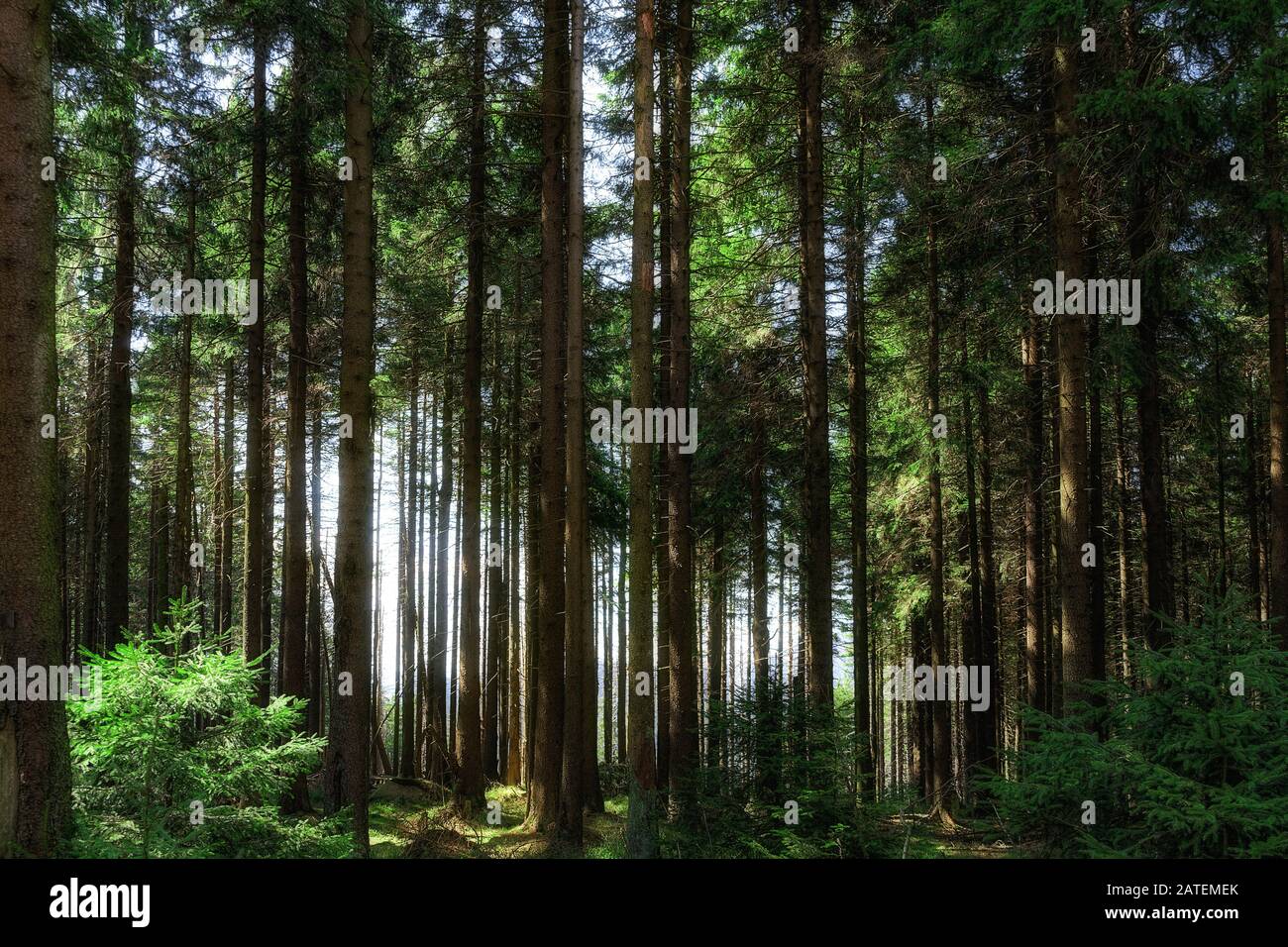 Harz nationalpark -Fotos und -Bildmaterial in hoher Auflösung – Alamy