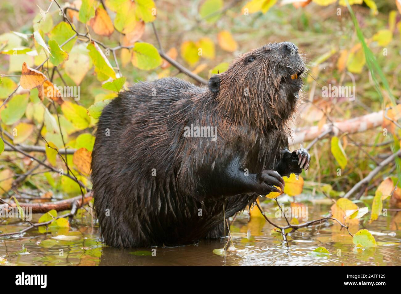 Nordamerikanischer Biber, der Rinde von Aspen Trees (Castor canadensis ...