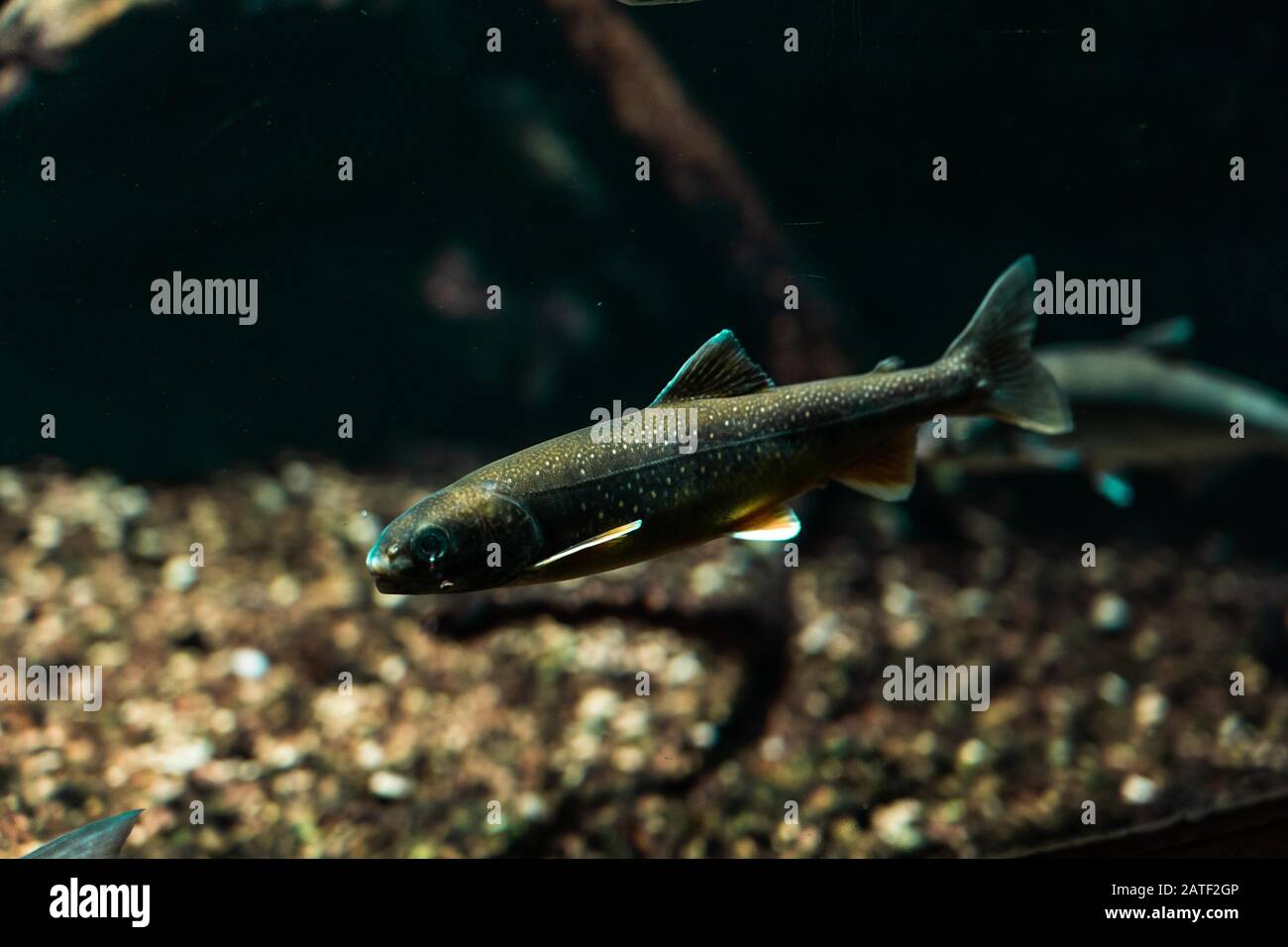 Silberner fisch unter wasser -Fotos und -Bildmaterial in hoher ...