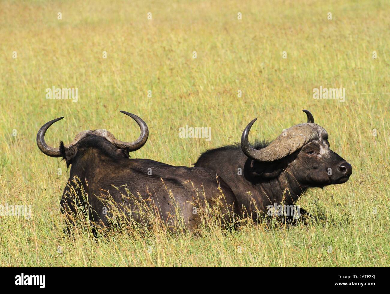 Kapbüffel, Syncerus Kaffer, zwei Tiere scheinen ein Tier mit zwei ...