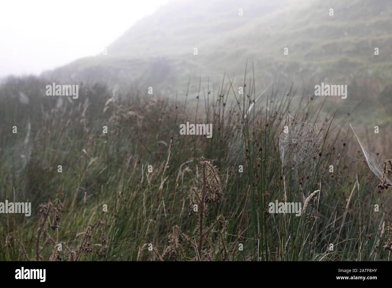Spinne im hochland -Fotos und -Bildmaterial in hoher Auflösung – Alamy