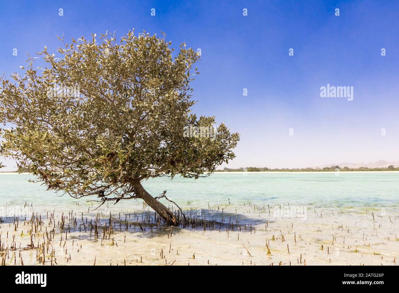 Perser golf strand -Fotos und -Bildmaterial in hoher Auflösung – Alamy