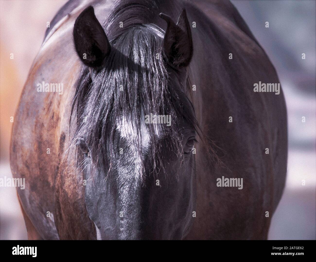 Pliohippus -Fotos und -Bildmaterial in hoher Auflösung – Alamy